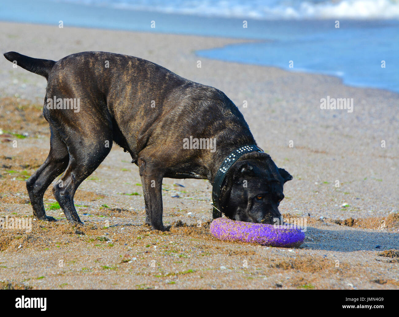 Rottweiler dog on the sand by the sea plays with a toy in the form of a ...