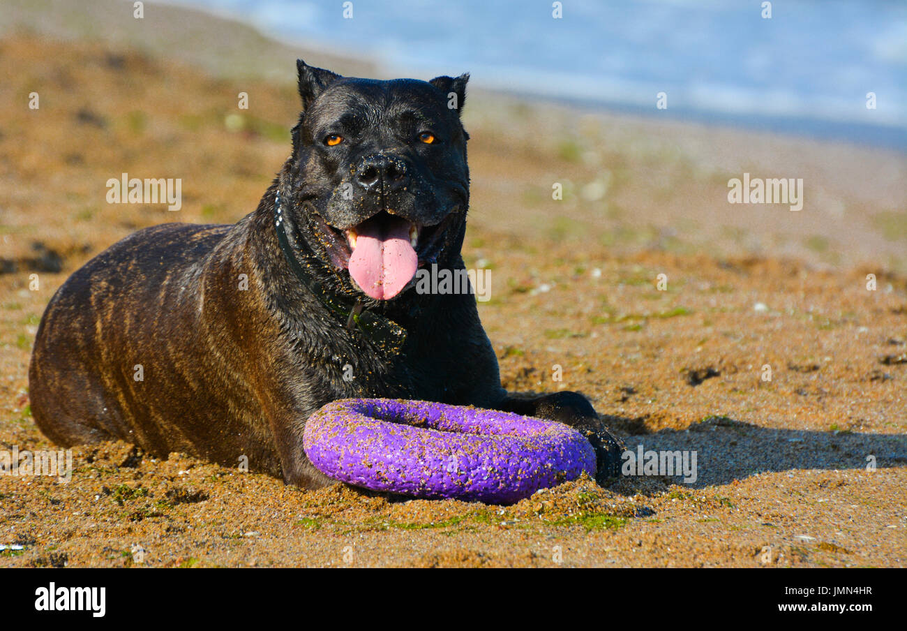 Rottweiler dog on the sand by the sea plays with a toy in the form of a ...