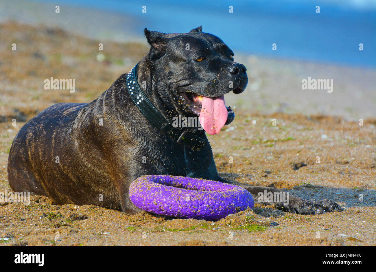 Rottweiler dog on the sand by the sea plays with a toy in the form of a ...