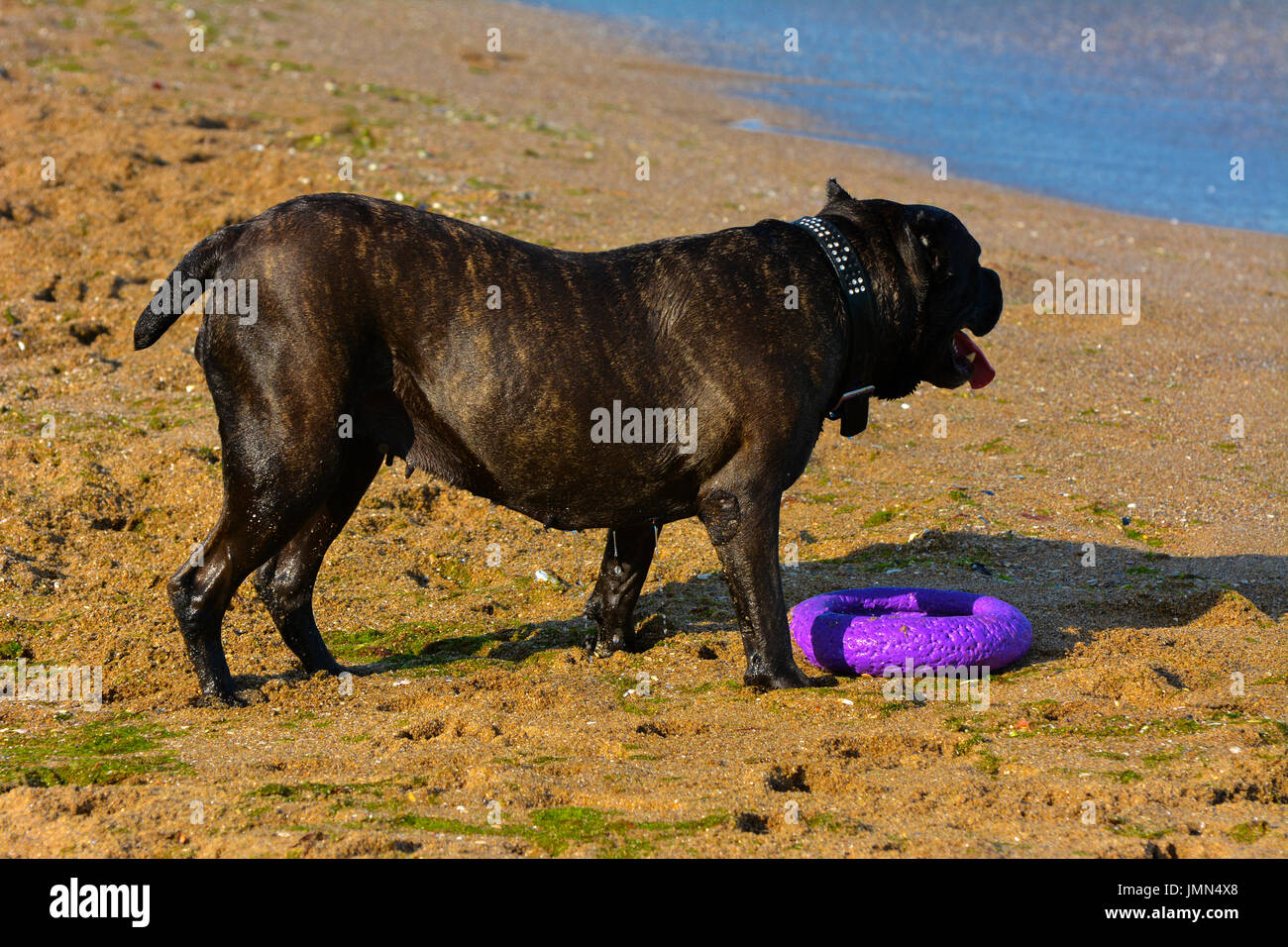 Rottweiler dog on the sand by the sea plays with a toy in the form of a ...