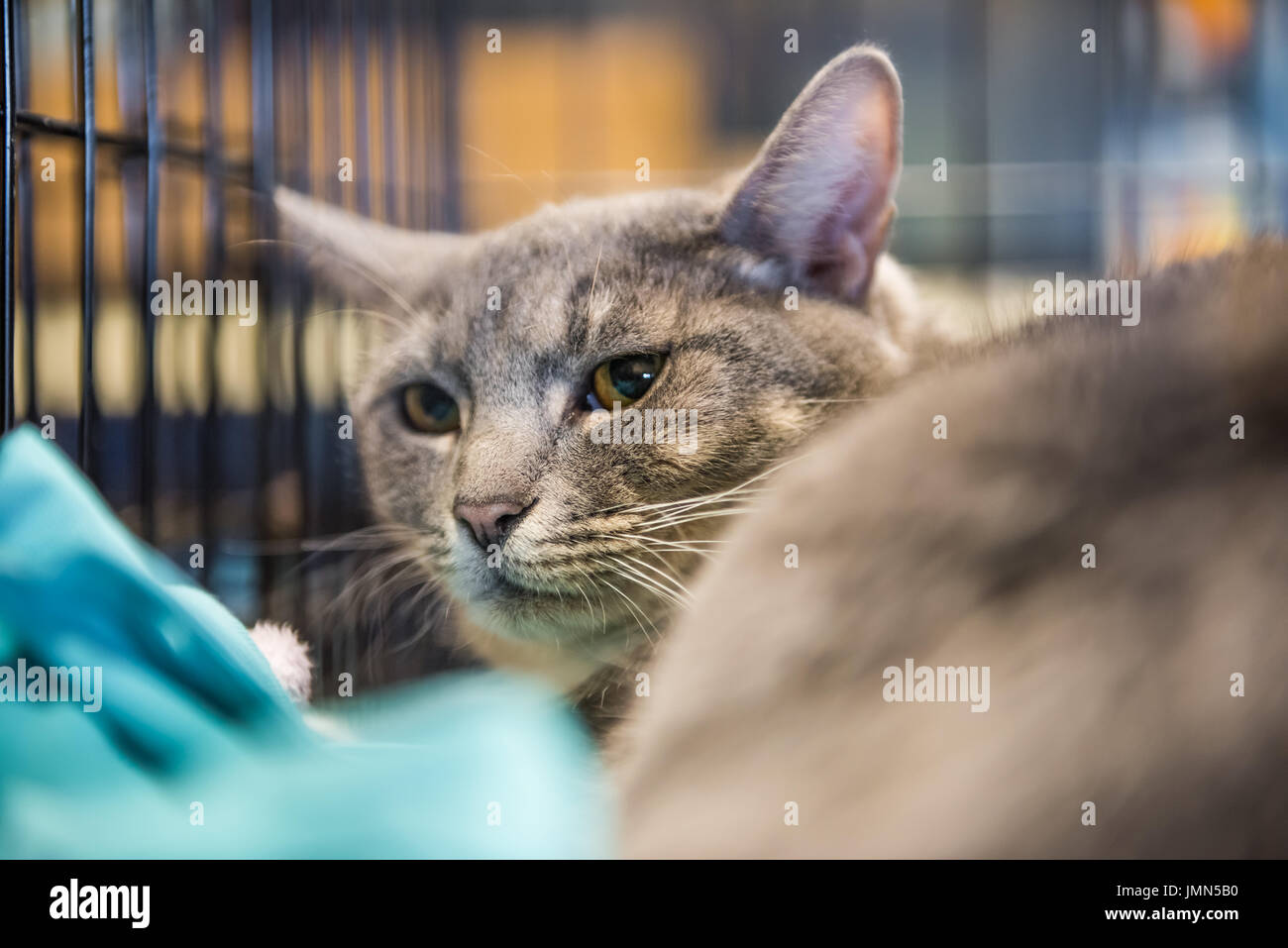 Sad grey cat in cage hi-res stock photography and images - Alamy