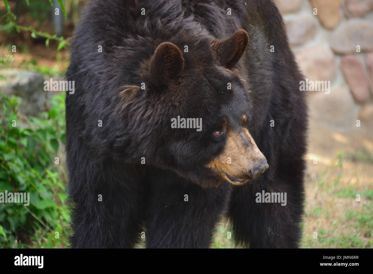 Jersey bears hi-res stock photography and images - Alamy