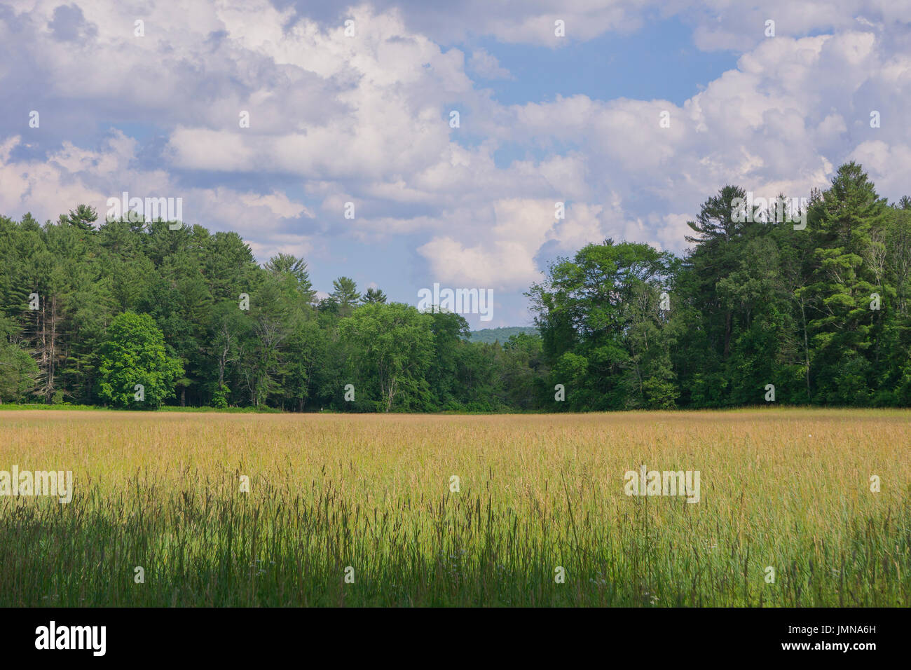A meadow in the Berkshire Mountains of Western Massachusetts Stock ...