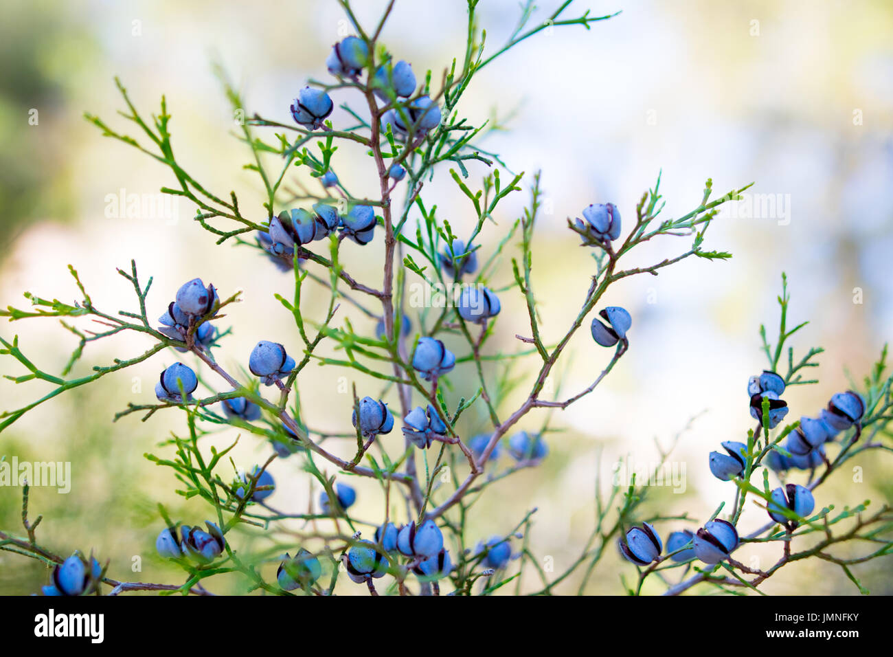 A beautiful bush on the nature Stock Photo - Alamy