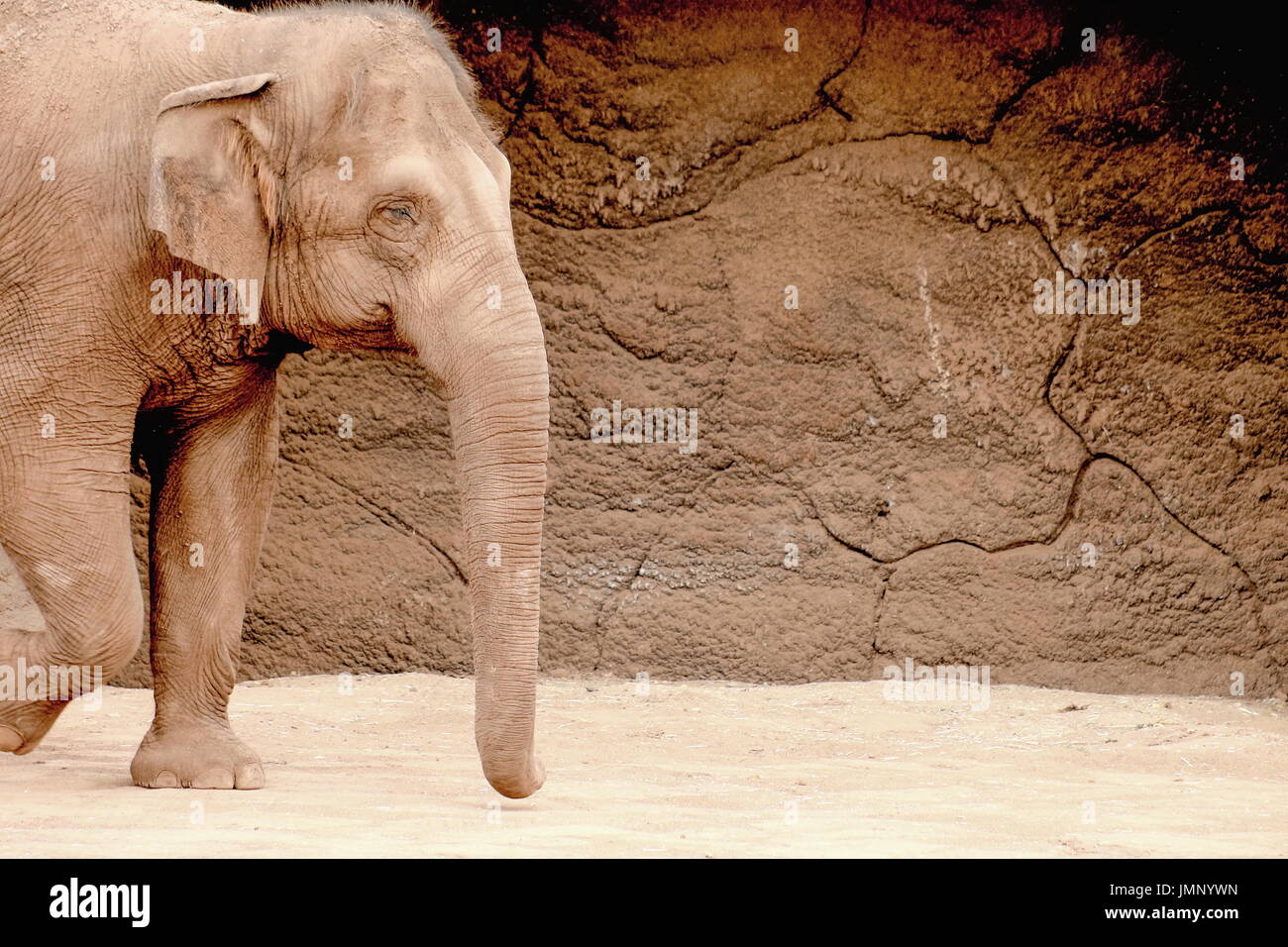 Close up image of an elephant with copy space Stock Photo - Alamy