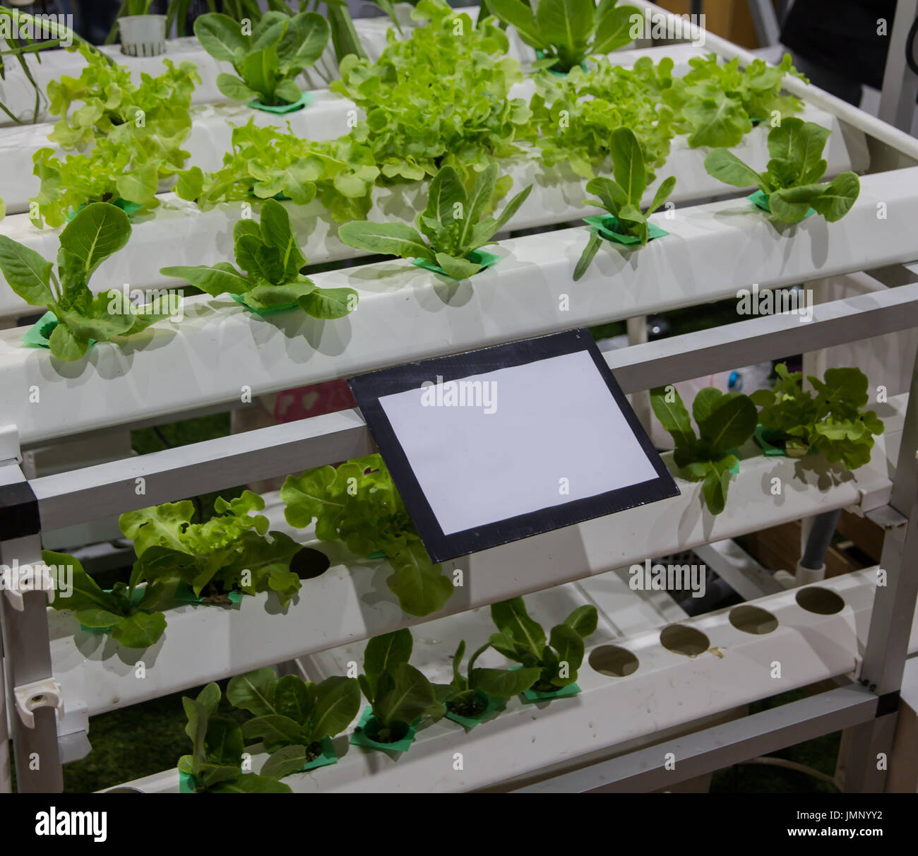 Vertical hydroponic gardening system Stock Photo - Alamy