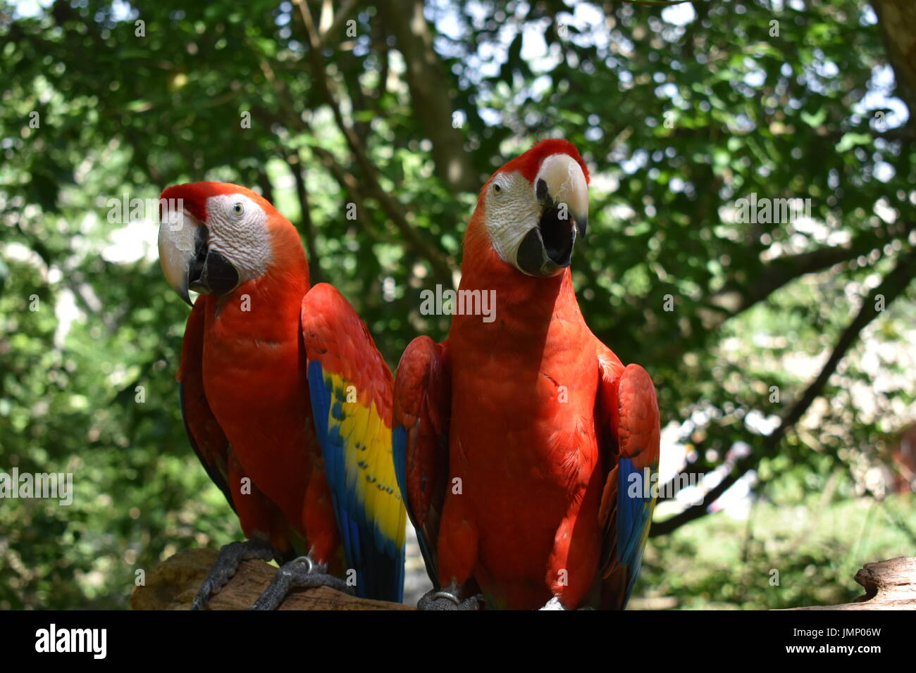 Red Macaw Parrots Stock Photo - Alamy