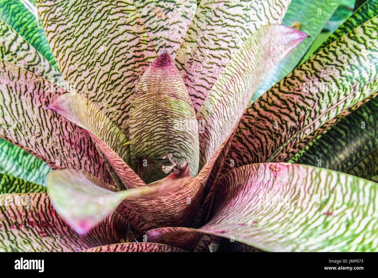 Close up image of a Bromeliad plant Stock Photo - Alamy