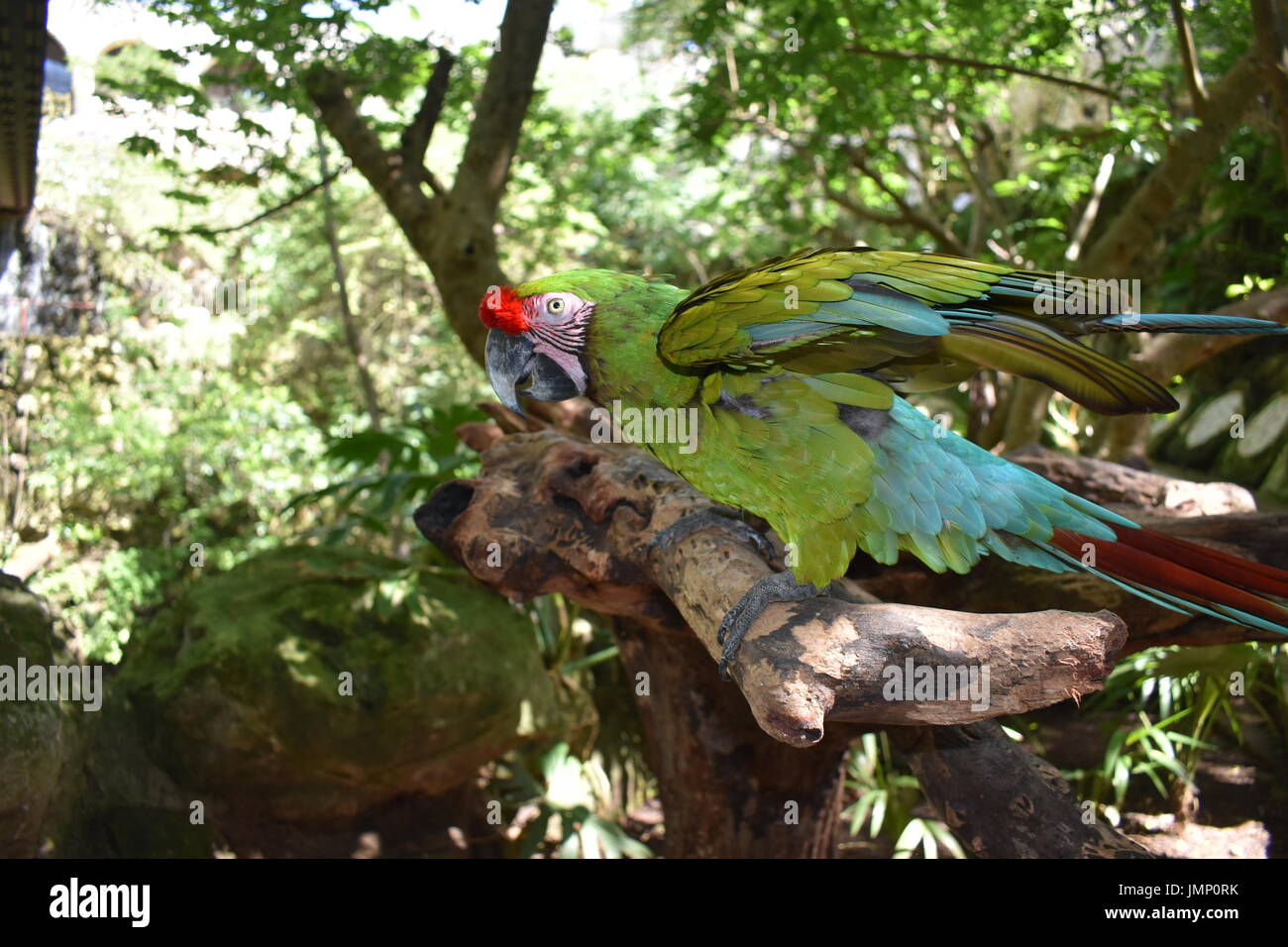 Green parrot on a tree branch Stock Photo - Alamy