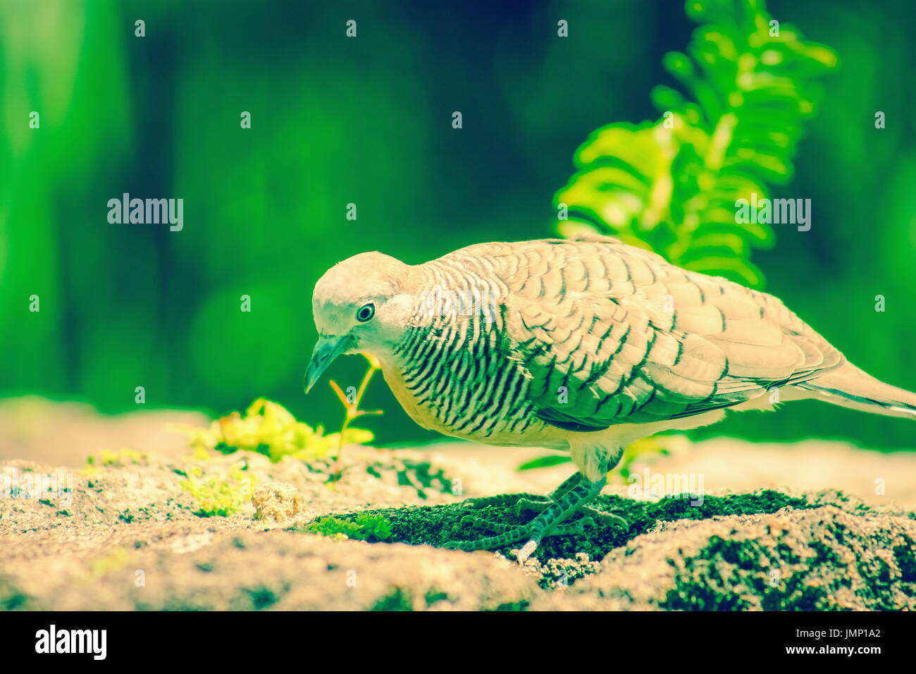 The zebra dove (Geopelia striata) also known as barred ground dove, is ...