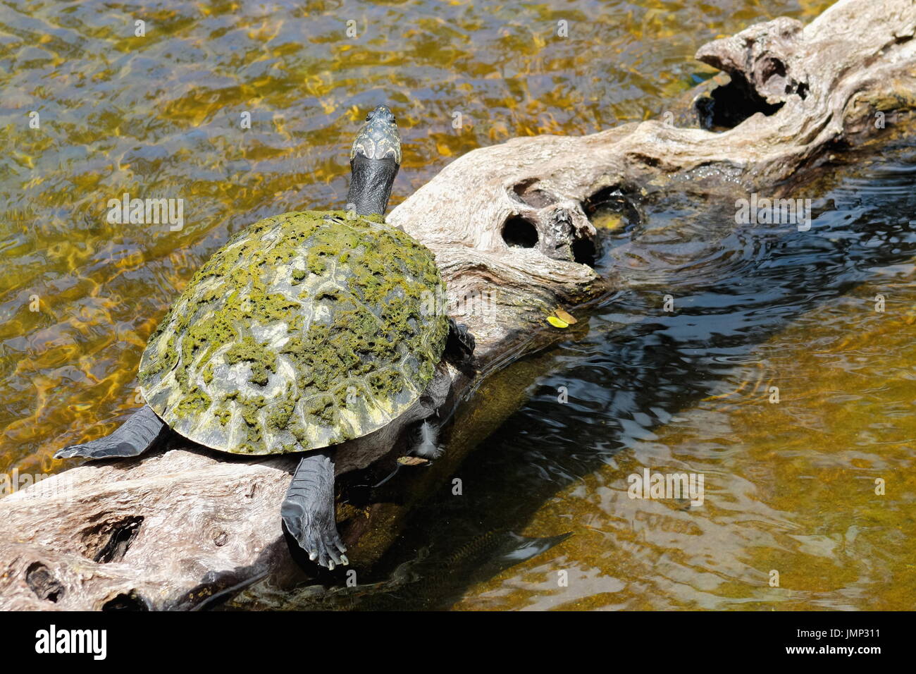 Yellow Spotted Turtle Stock Photos & Yellow Spotted Turtle Stock Images ...