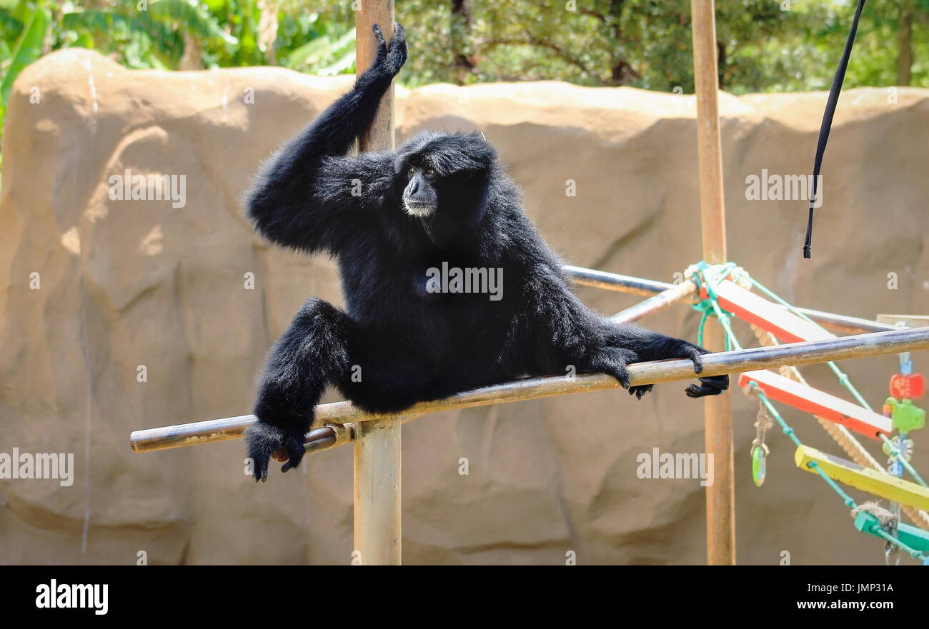 Siamang Stock Photos & Siamang Stock Images - Alamy