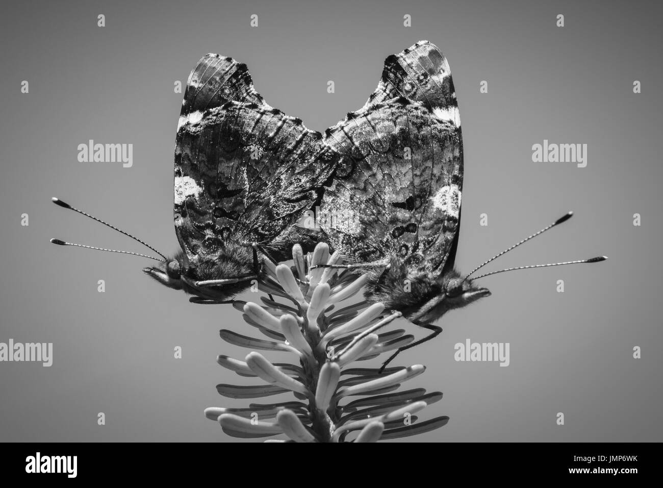 Beautiful butterflies Black and White Stock Photos & Images - Alamy