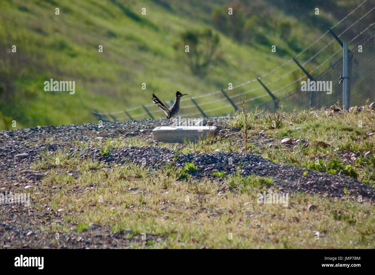Roadrunner eating hi-res stock photography and images - Alamy