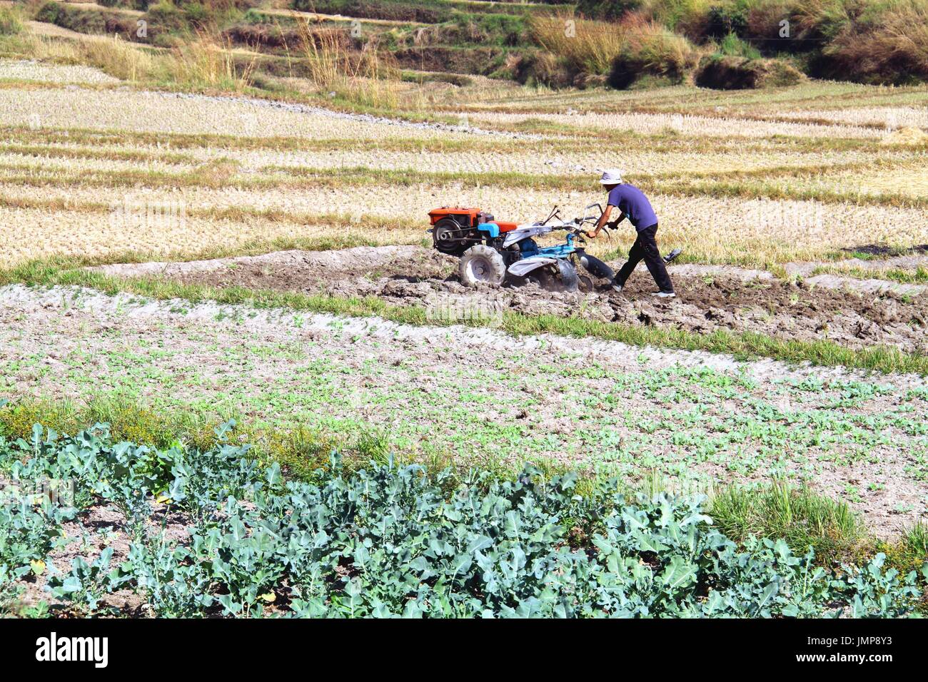 Farmer use agriculture machine mini tractor preparing land for planting ...