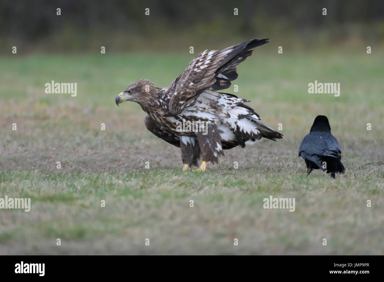Common raven white tailed eagle hi-res stock photography and images - Alamy