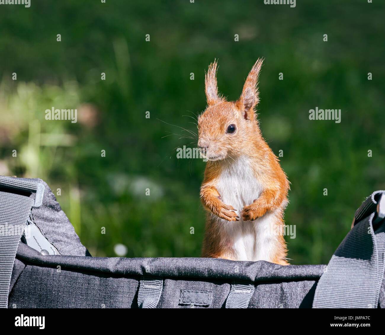 funny red squirrel sits on black camera bag and looks around Stock ...