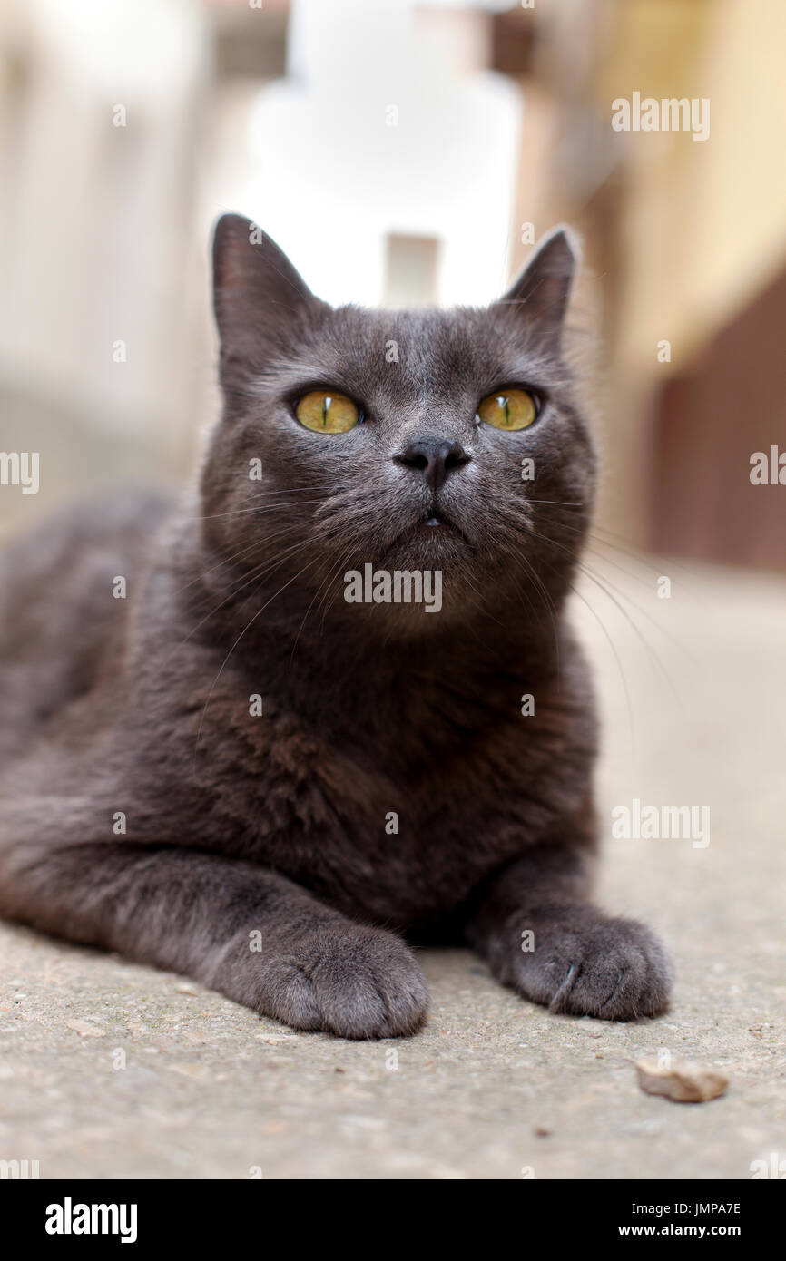Male Russian blue cat lying in a quiet street Stock Photo - Alamy