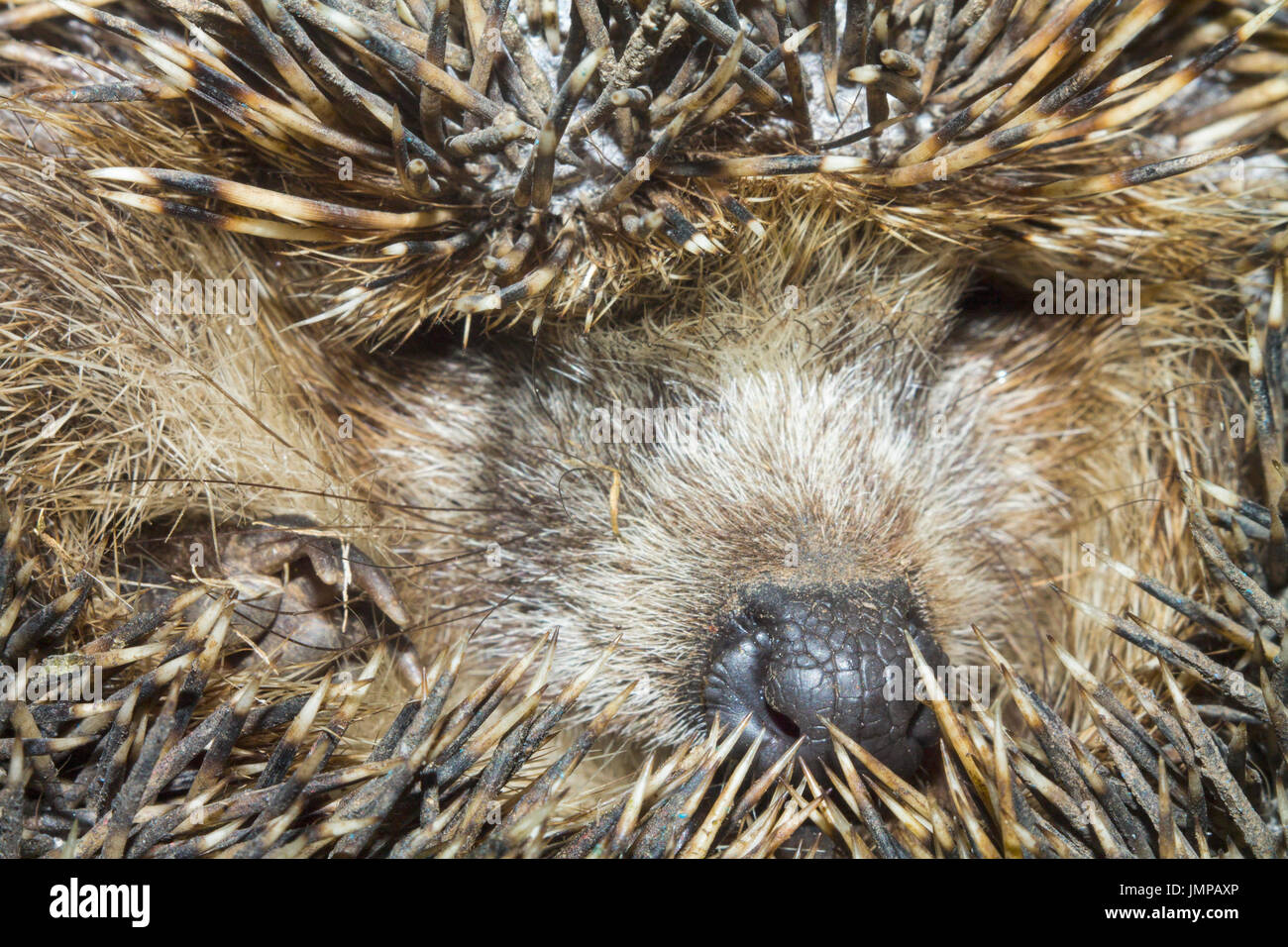 Hedgehog close up hi-res stock photography and images - Alamy