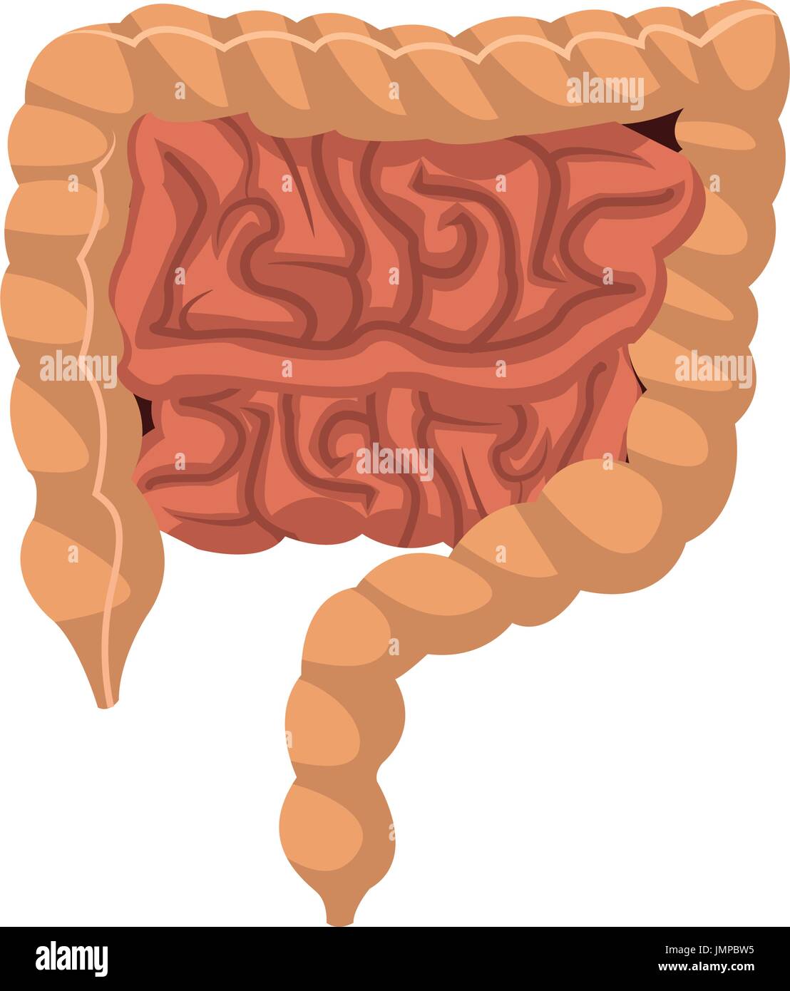 Human intestines diagram Stock Vector Images - Alamy
