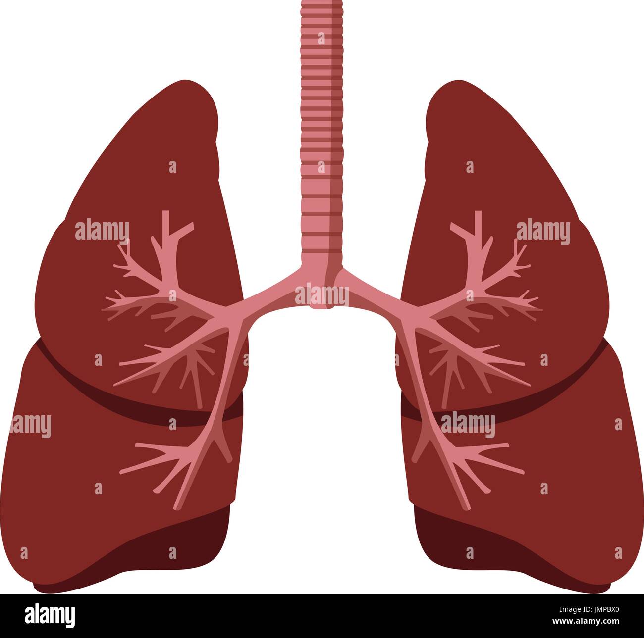 Human lungs anatomy Stock Vector Image & Art - Alamy