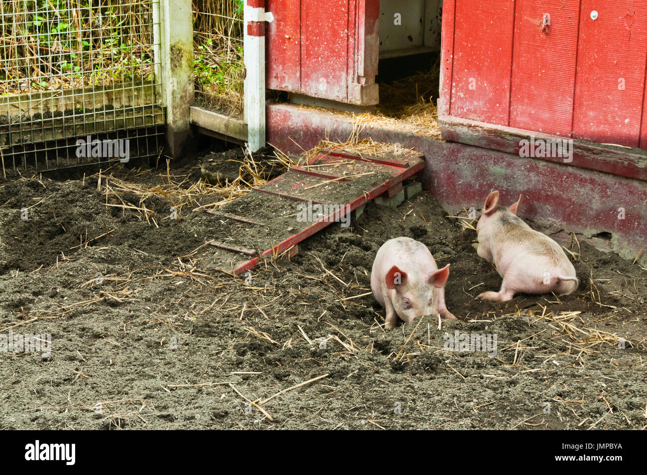 Pig rooting hi-res stock photography and images - Alamy