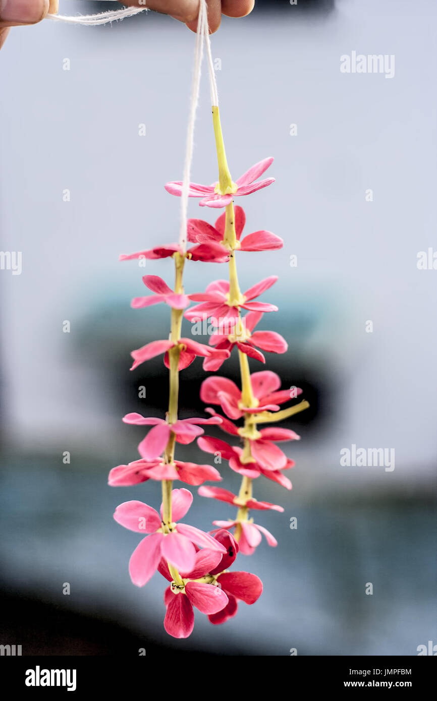human hand holding garland of flower Stock Photo - Alamy