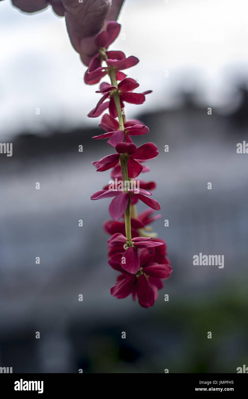 human hand holding garland of flower Stock Photo - Alamy