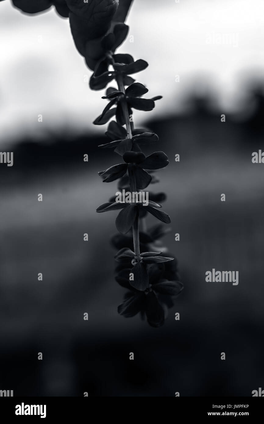 Human hand holding garland of flower hi-res stock photography and ...