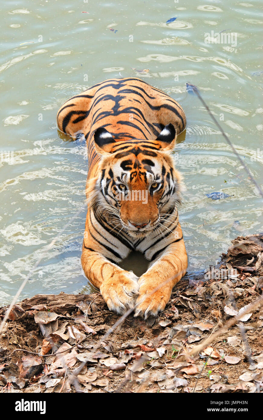 Royal bengal tiger photo hi-res stock photography and images - Alamy