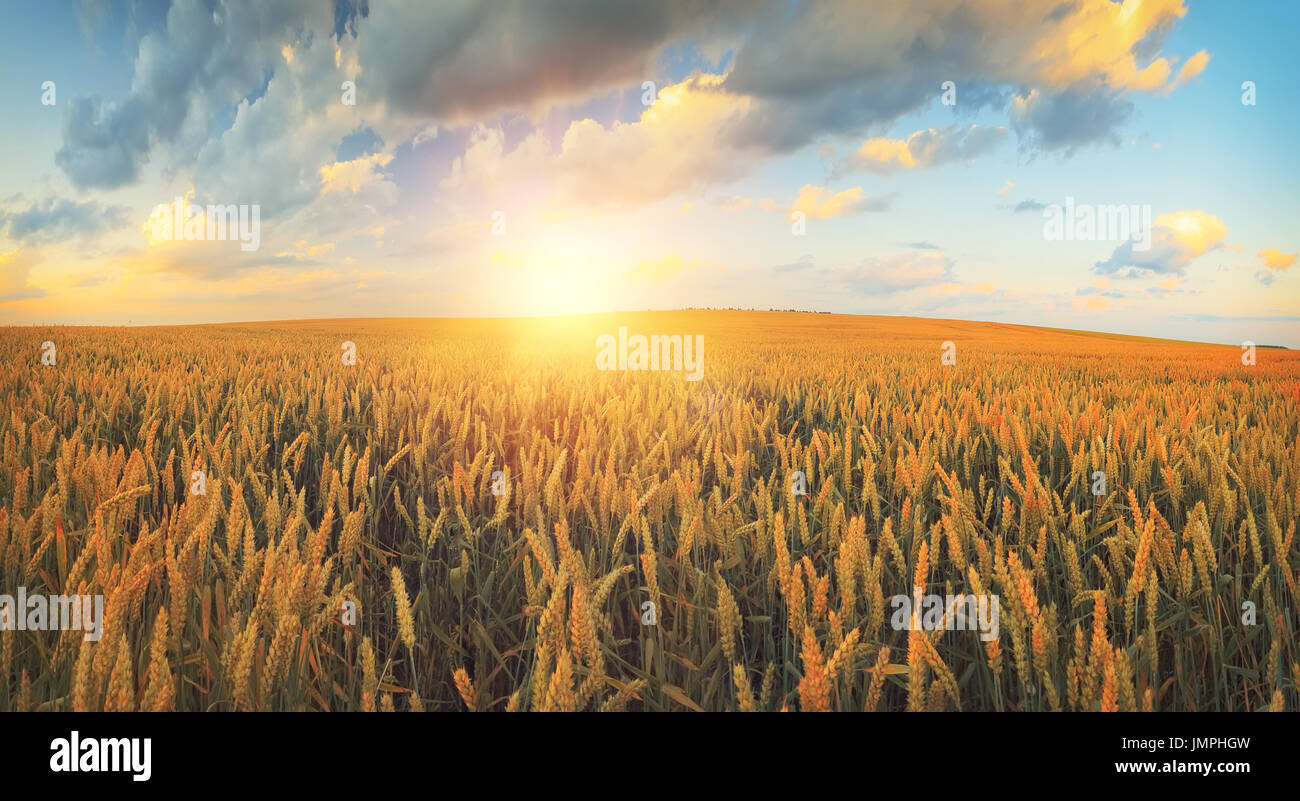 Wheat field at the sunset. Panorama of wheat field in autumn. Vivid ...