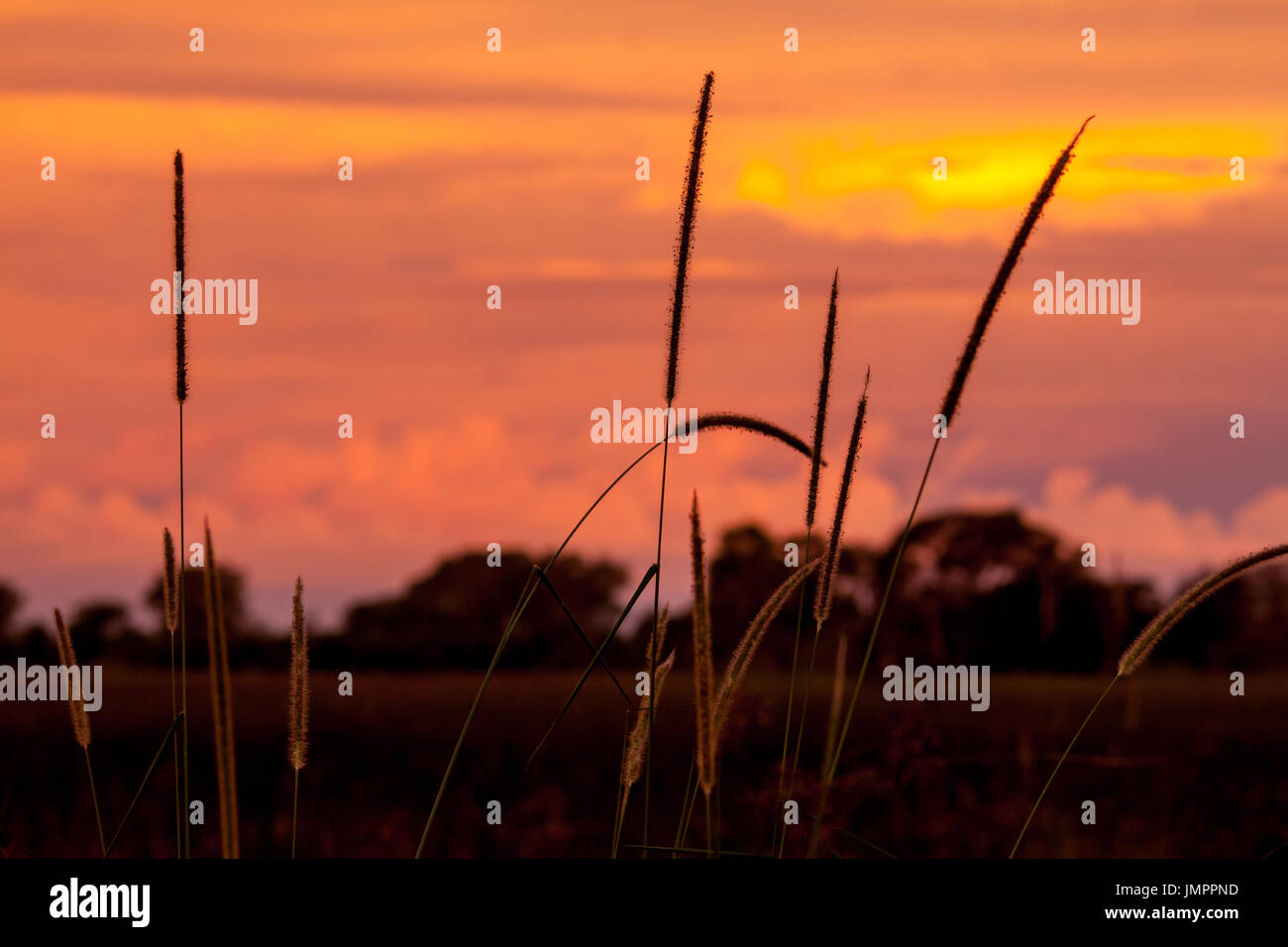 Grass silhouette sunset landscape hi-res stock photography and images ...
