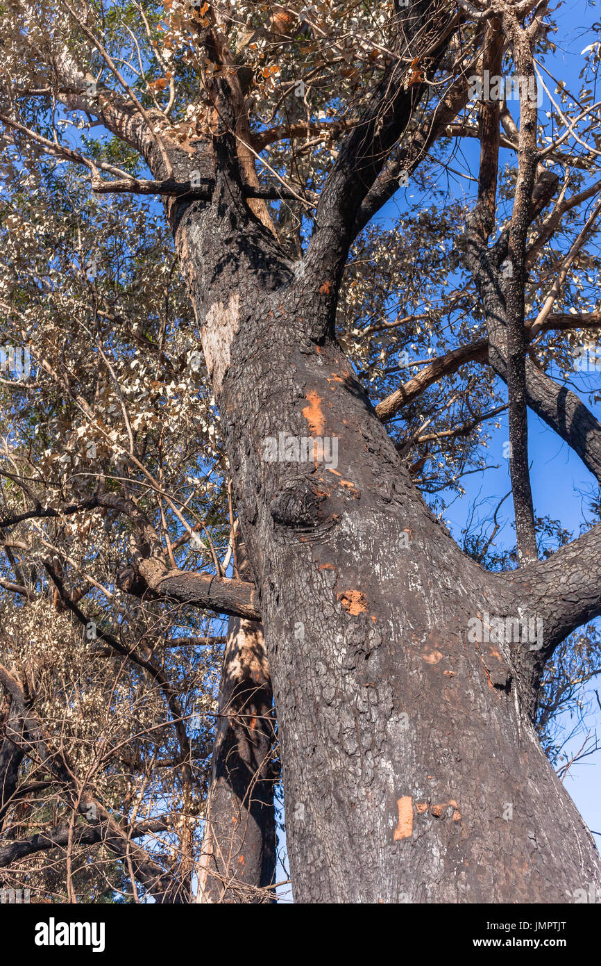 Large tree closeup tall upward fire burned bark from dry weather fires ...