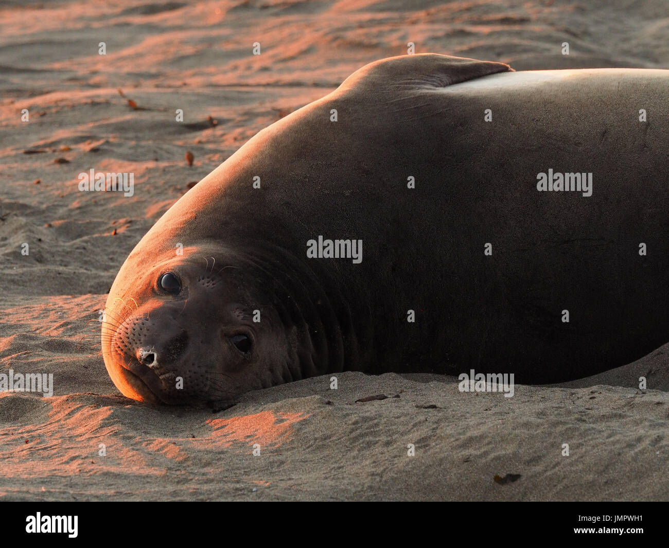 Elephant Seal Staring at you while Lit by the Last Rays of the Sun ...