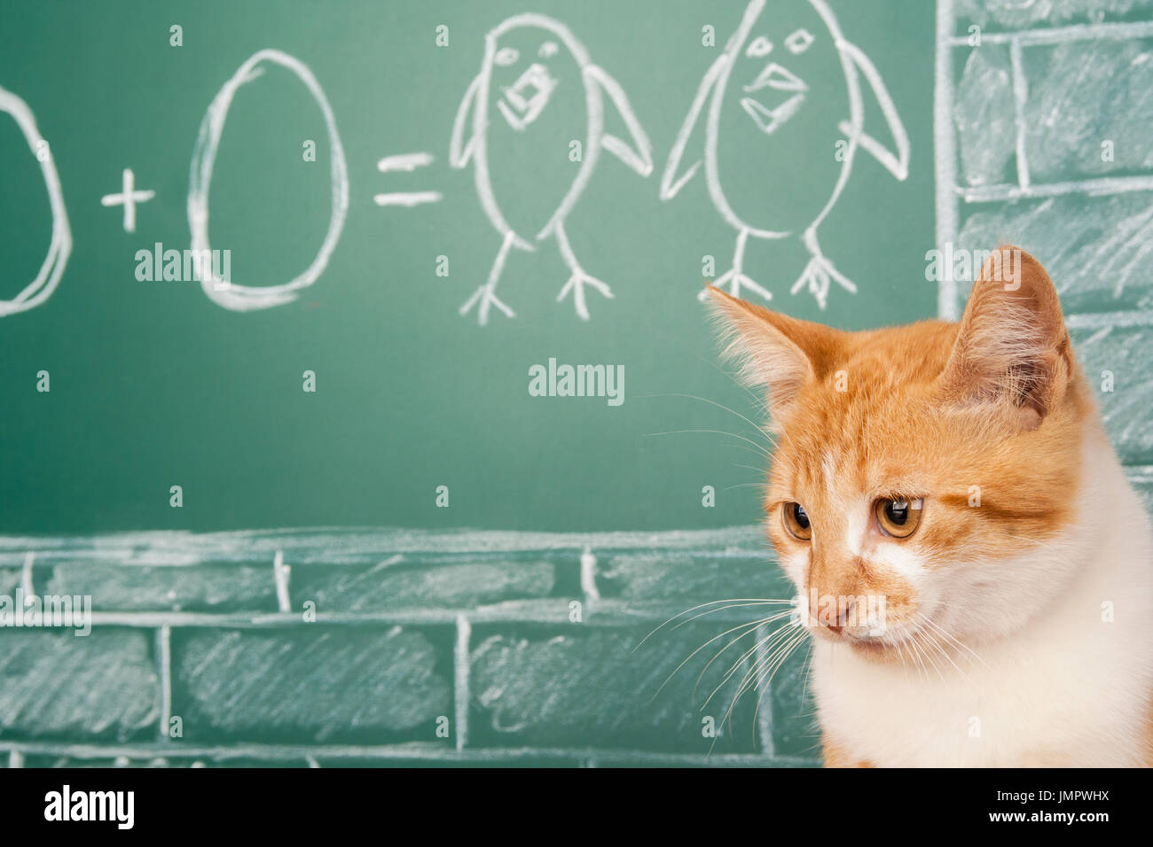 Education funny idea about red cat studying arithmetic on sample of ...