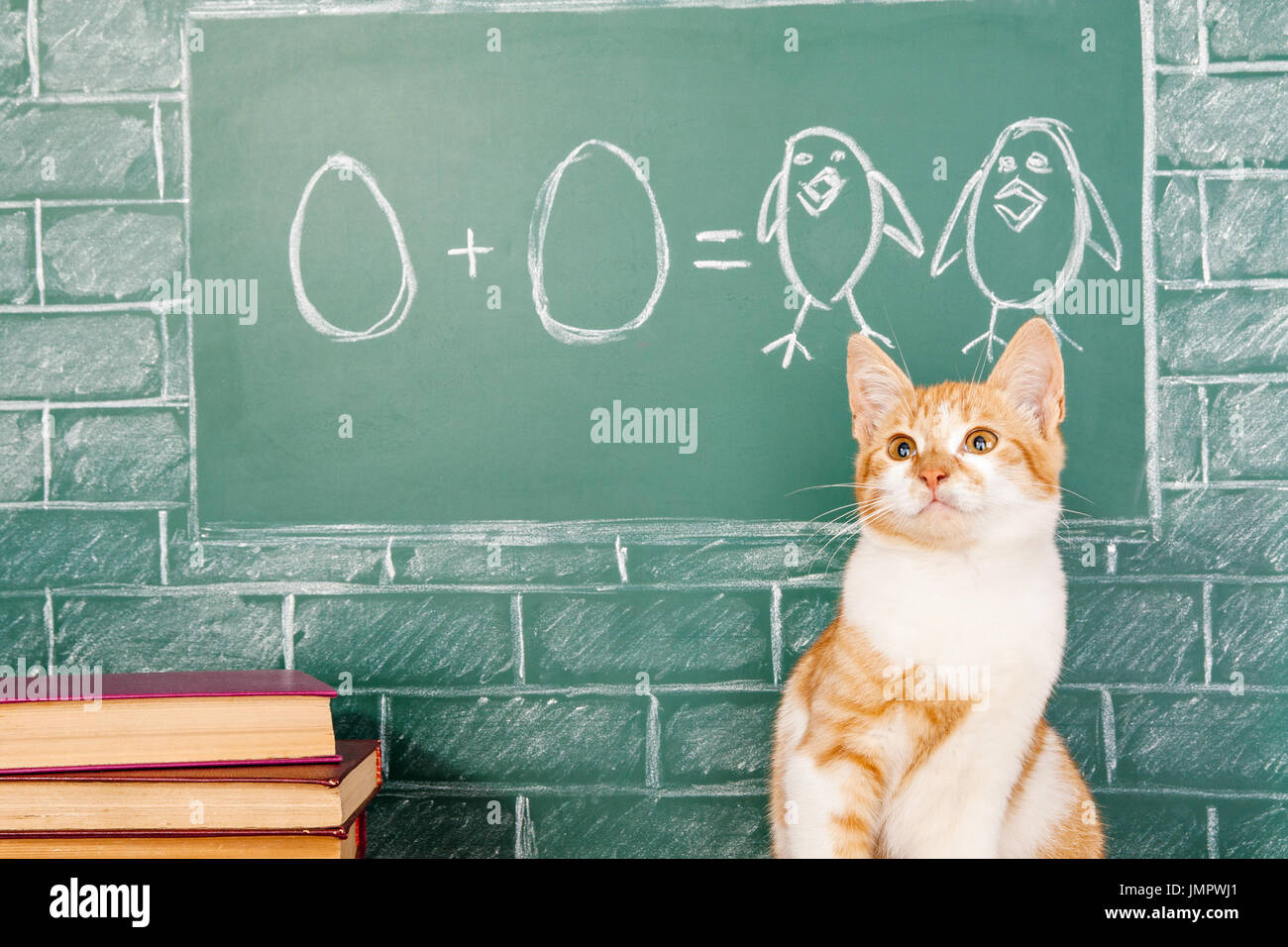 Funny red cat studying mathematics Stock Photo - Alamy