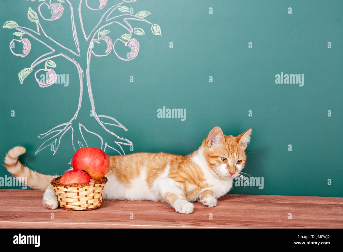 Kids funny idea with scientific cat and apples Stock Photo - Alamy