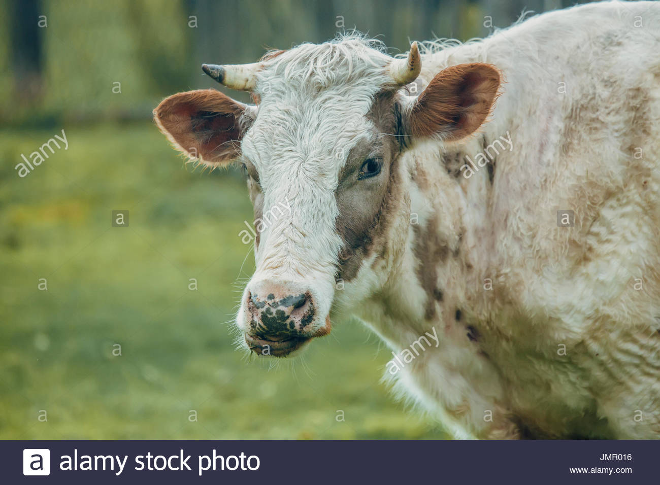 Cow Mouth Open Stock Photos & Cow Mouth Open Stock Images - Alamy