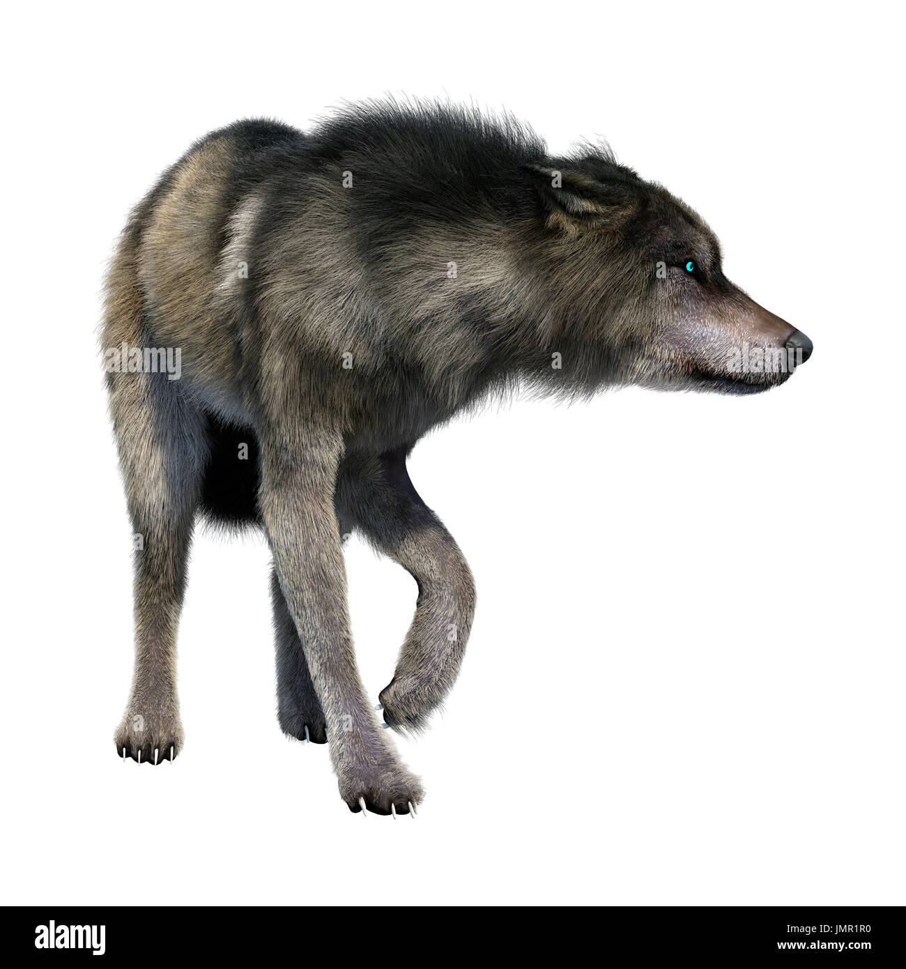 3D rendering of a gray wolf isolated on white background Stock Photo ...