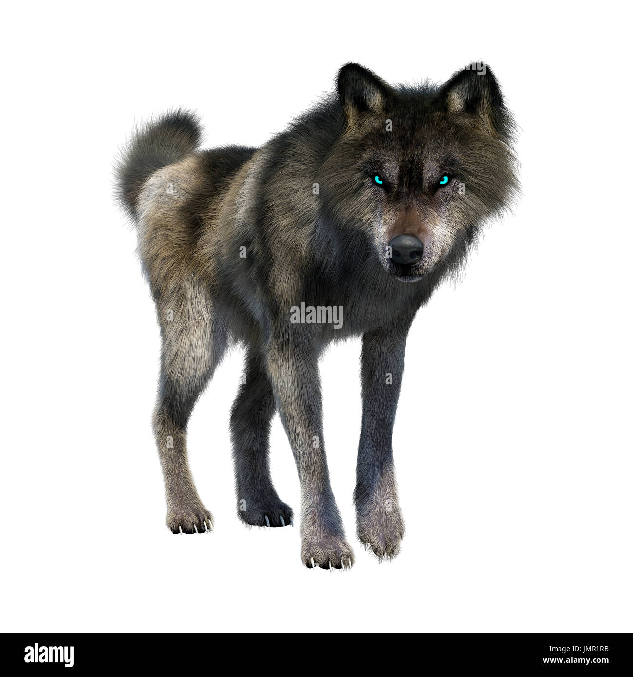 3D rendering of a gray wolf isolated on white background Stock Photo ...