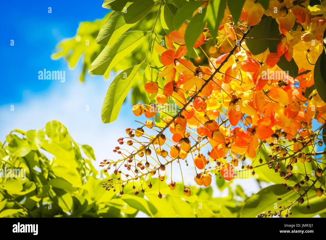 Rainbow shower tree hi-res stock photography and images - Alamy