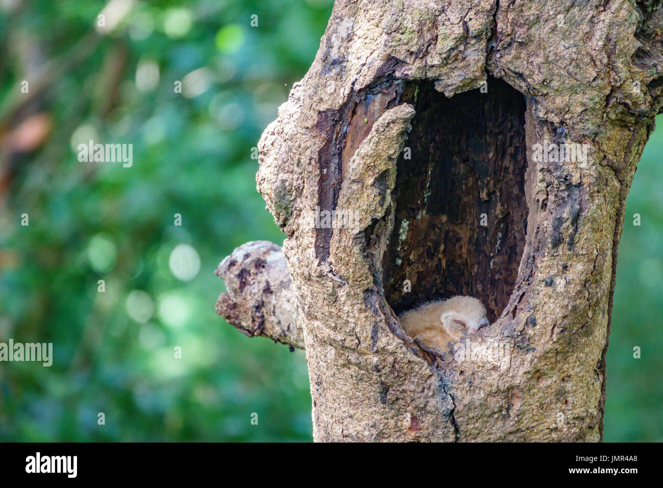 Baby Owls sleeping inside tree hole Stock Photo - Alamy