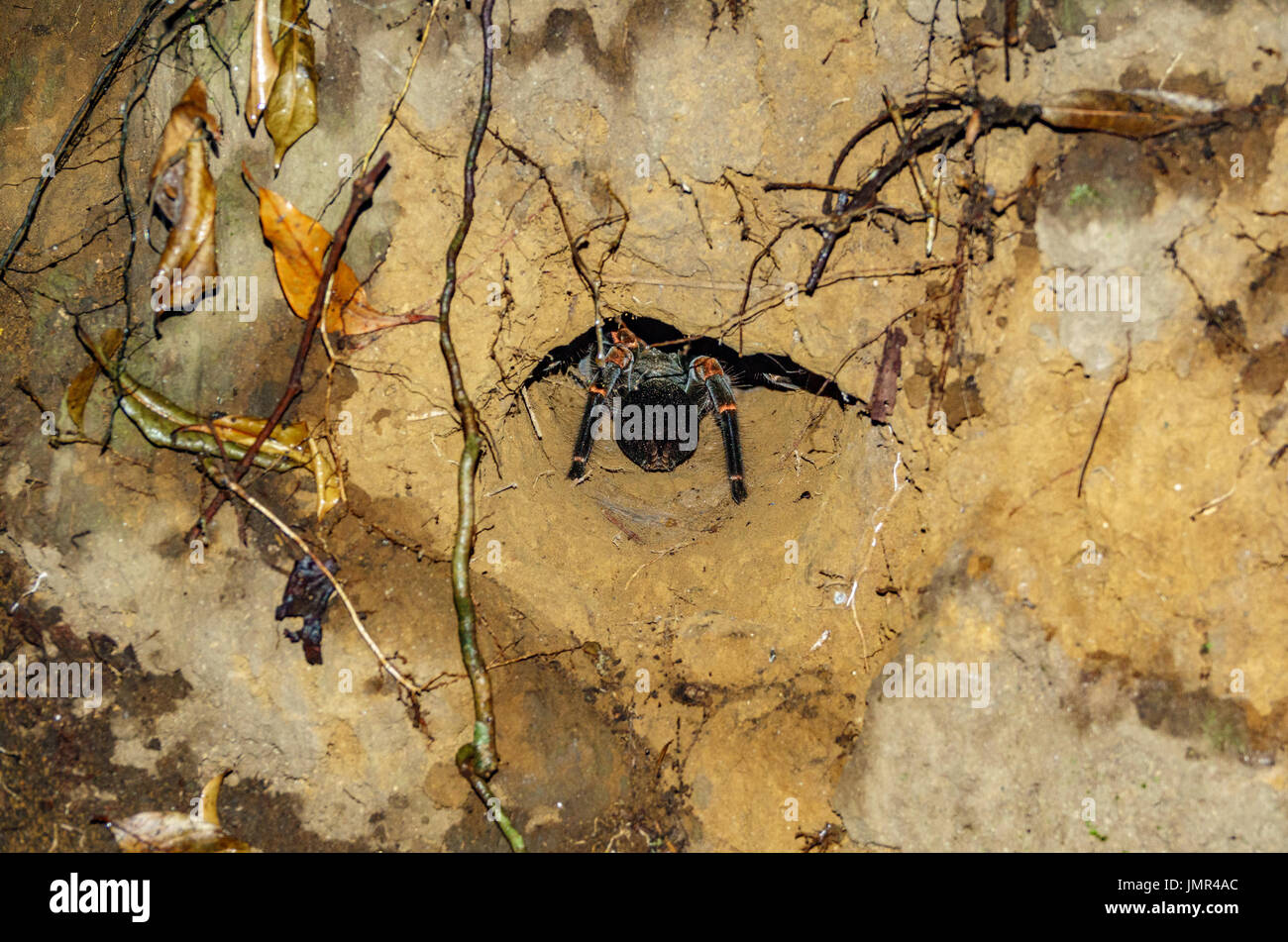 Closeup view of wild tarantula near hole at night Stock Photo - Alamy