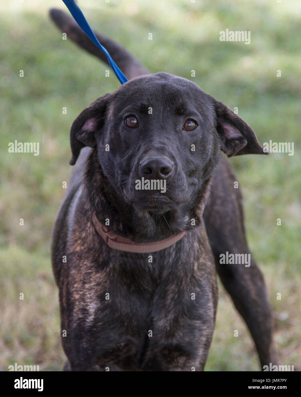 Intelligent dog face hi-res stock photography and images - Alamy