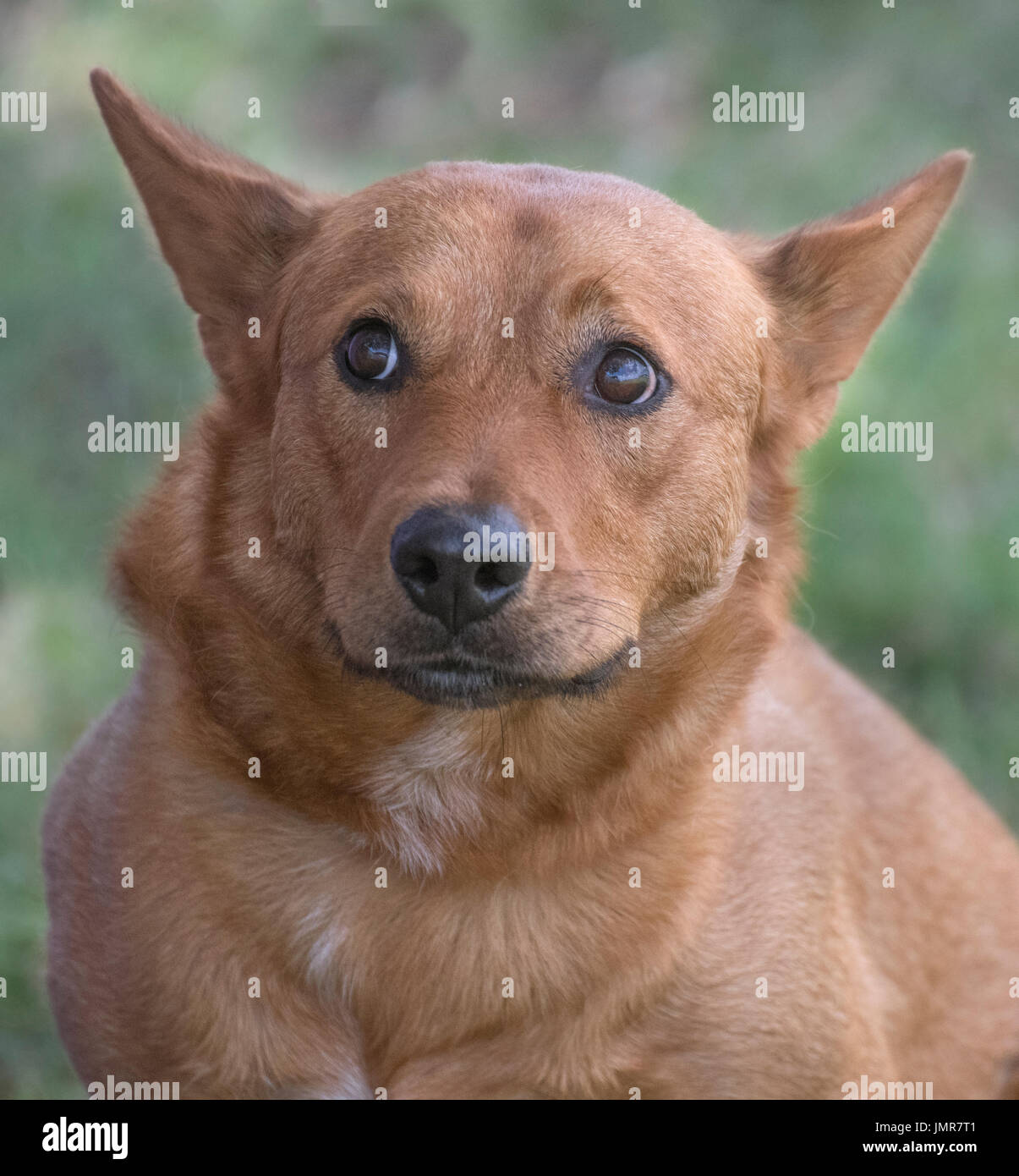 Intelligent dog face hi-res stock photography and images - Alamy