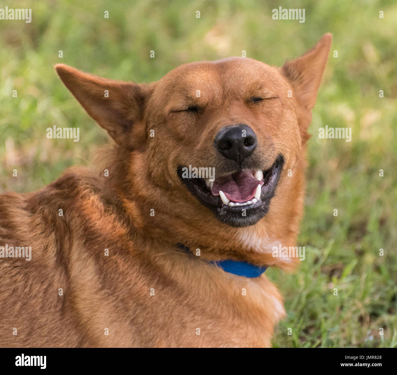 Head-and-shoulders portrait of handsome, intelligent-looking dog Stock ...