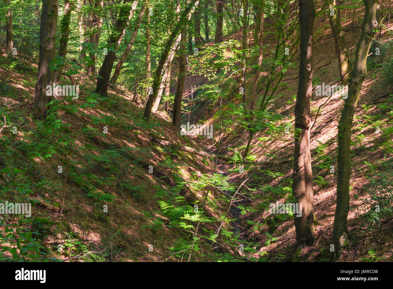 Natural forest area with canyon in the Neander Valley Stock Photo - Alamy