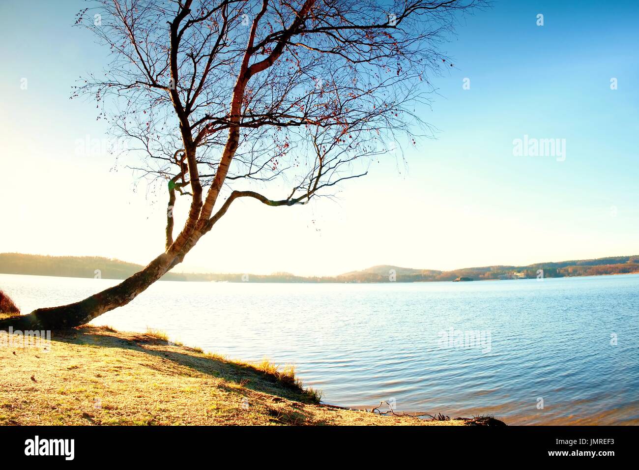 Alone bended birch tree at sea beach, empty branche s without leaves ...