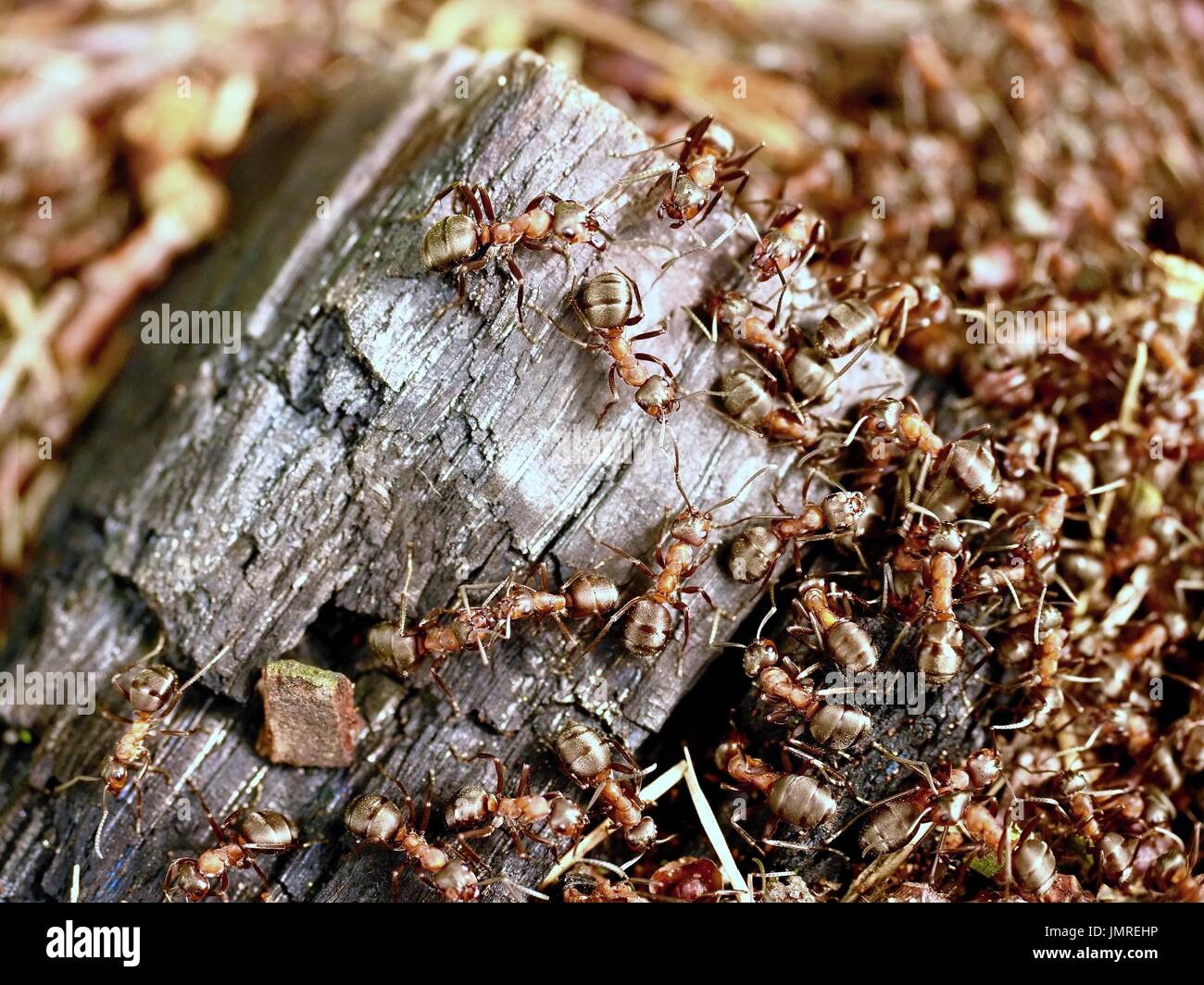 Wild ants build their anthill, big piece of black charred wood. Ant ...