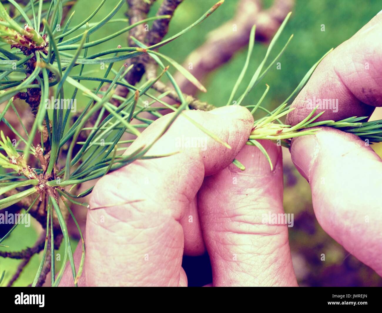 Japanese beech bonsai hi-res stock photography and images - Alamy
